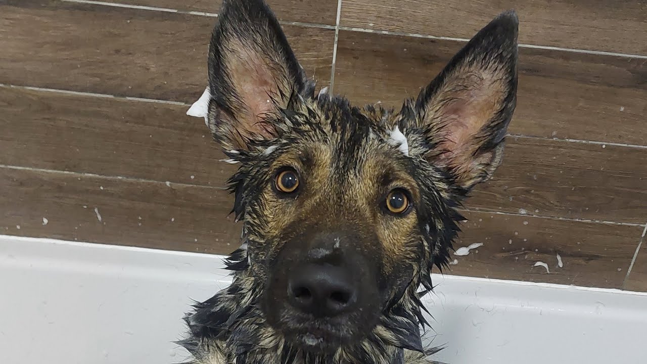 Bathing A German Shepherd Dog With CUTE Face - YouTube
