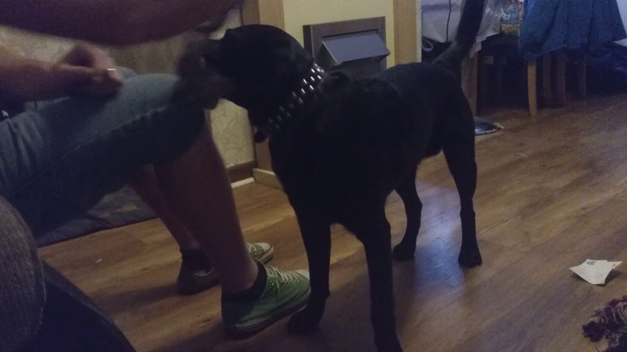 My dog shadow - YouTube