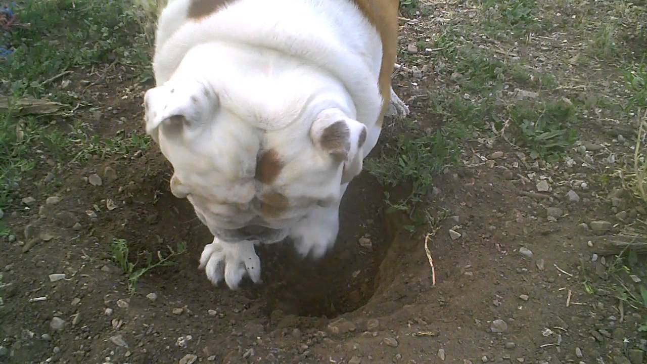 009.AVI Bulldog Digging for Moles - YouTube