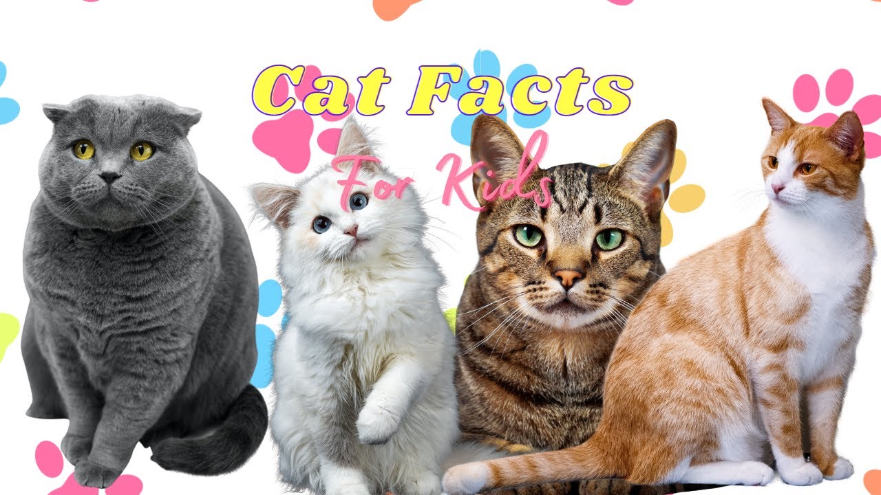 Cat Facts For Kids. Cat Facts For Kindergarten In English - YouTube