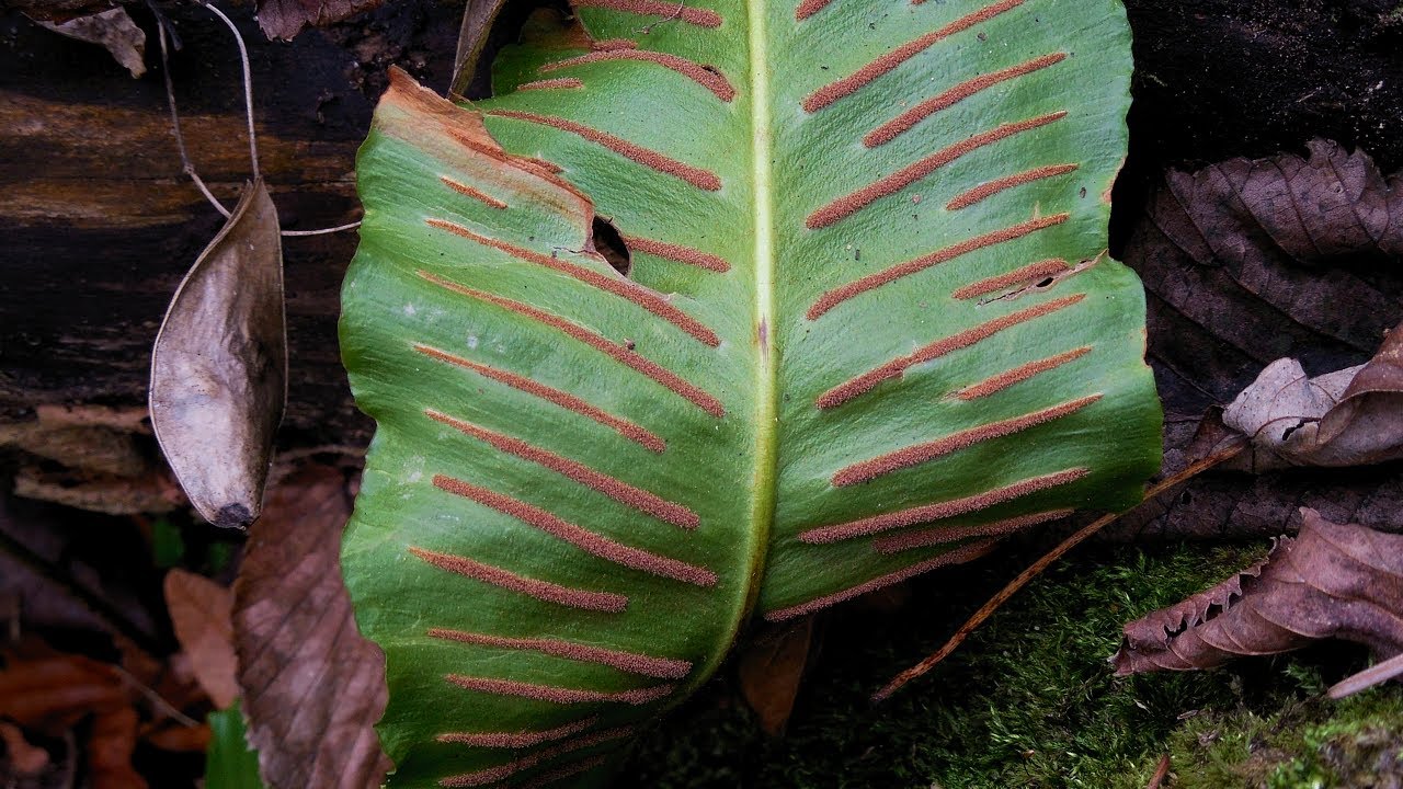 Phyllitis scolopendrium and other plant species in Kostrza reserve ...