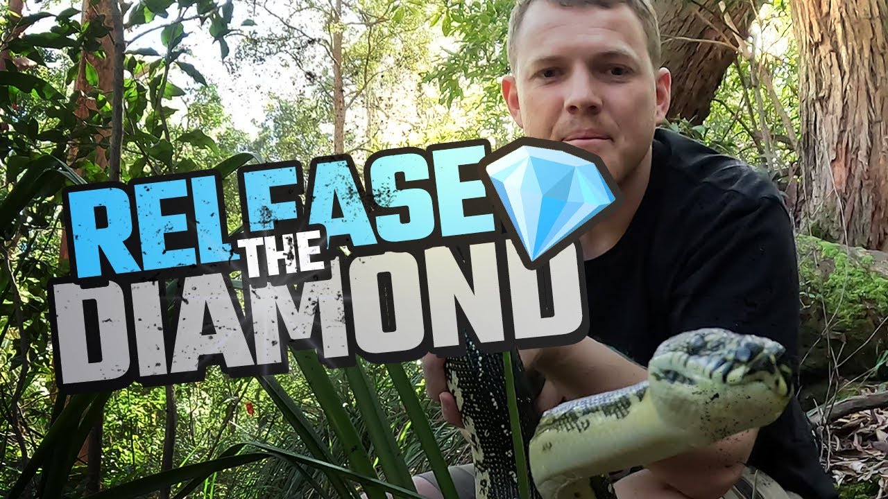 DIAMOND PYTHON REHAB & RELEASE AFTER BEING RUN OVER BY A CAR - YouTube