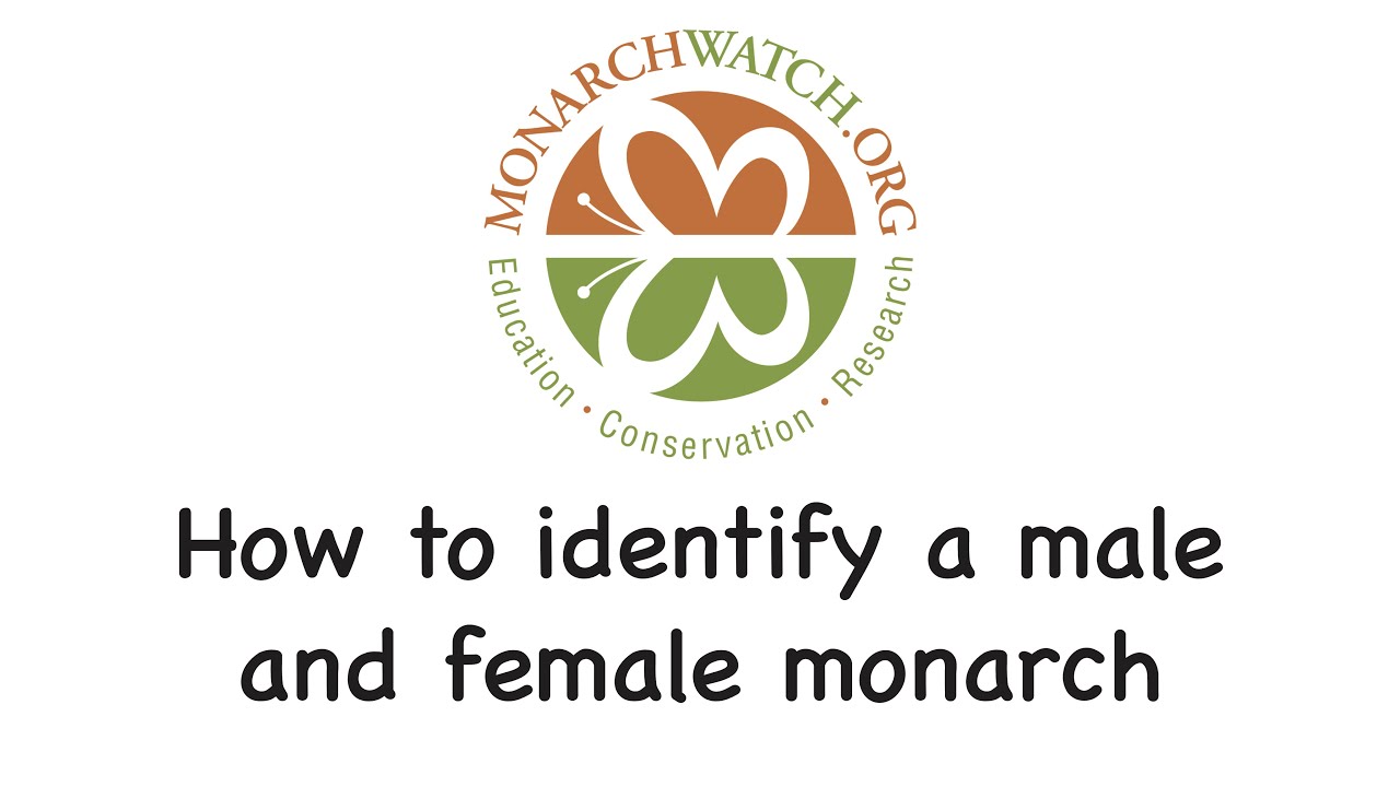 How to identify a male and female monarch - YouTube