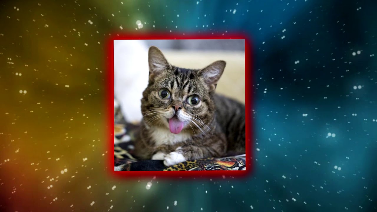 cutest magical space cat. Lil Bub. - YouTube