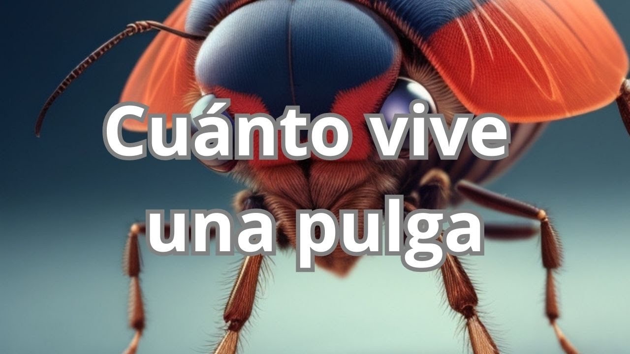 Cuánto Vive una Pulga? Descubre la Duración de Vida de estos Parásitos ...