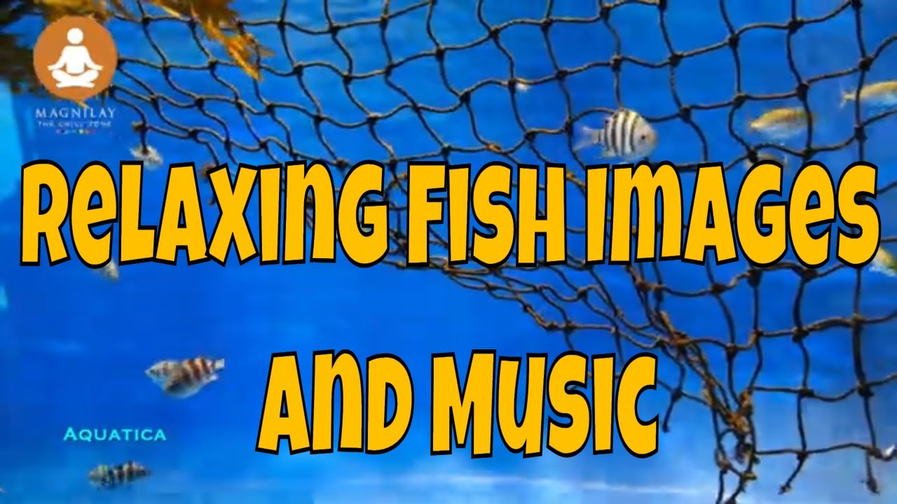 2-hour Aquatic Relaxation: Soothing Fish Images And Music For Anxiety ...