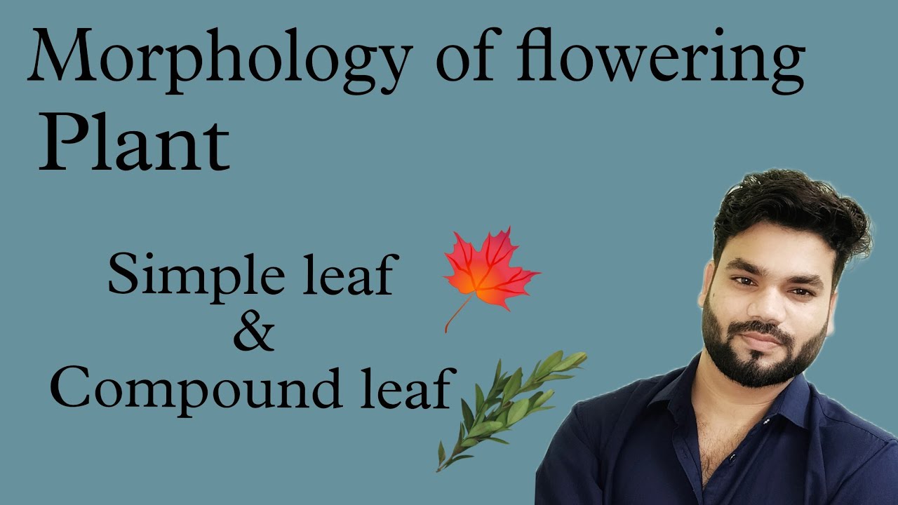 Simple and compound leaf | Morphology of flowering plant| Biology ...