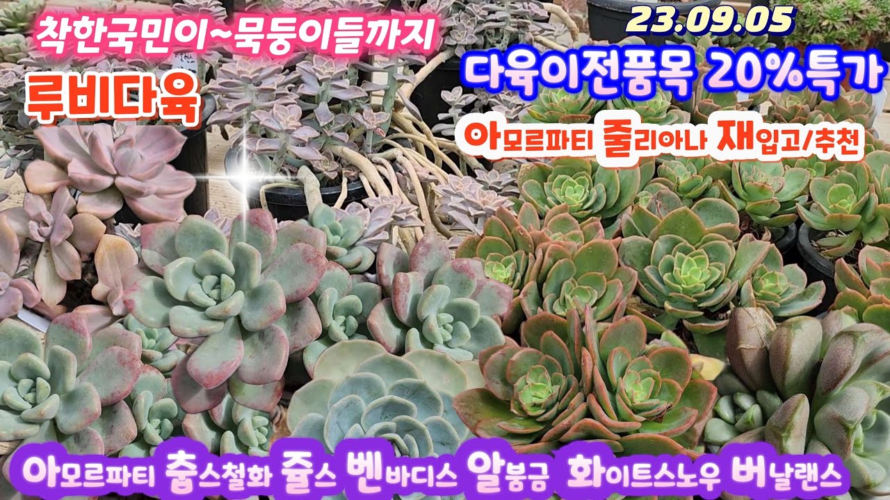 루비다육2착한국민다육20특가세일줄리아나홍포도아모르파티메비나백봉버날랜스춥스파스텔금쥴스호빗당인올리비아금
