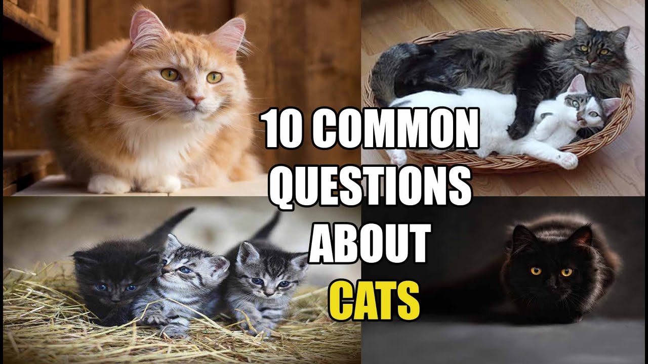 10 Common Questions About Cats - YouTube