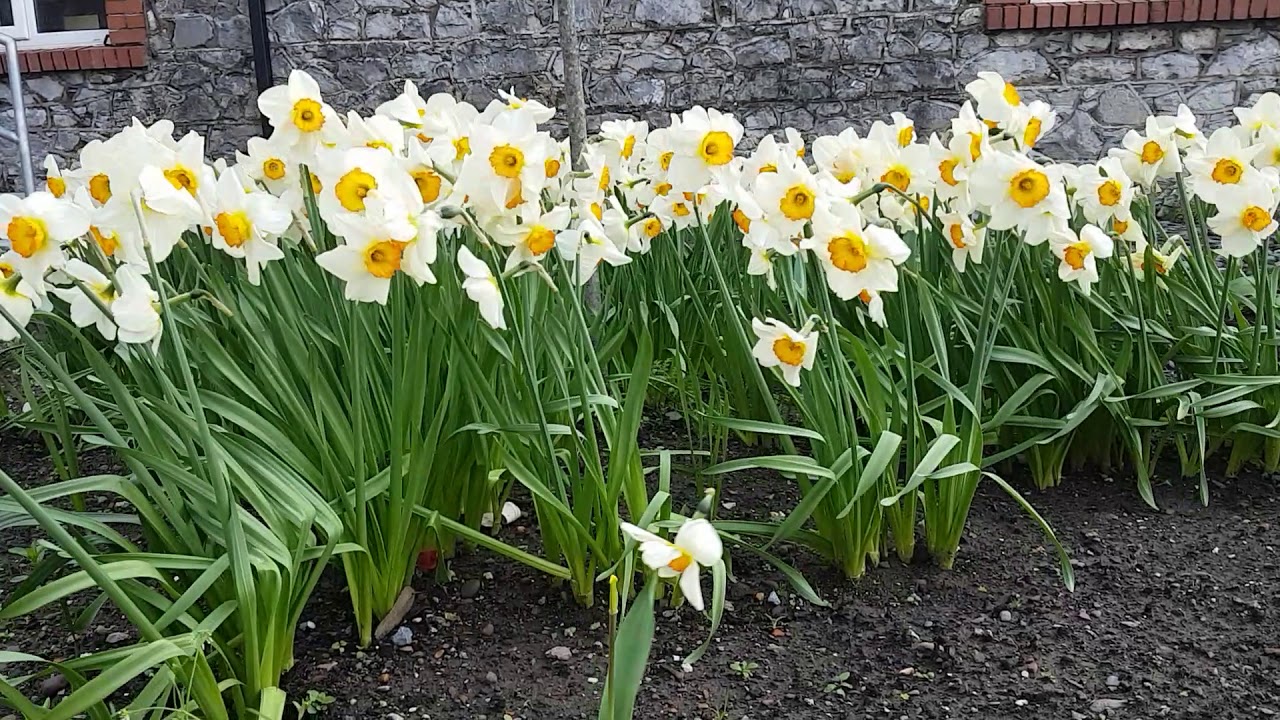 Daffodils, fluttering and dancing and all that kind of stuff lol. - YouTube