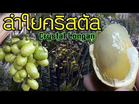 เกษตรผสมผสาน EP19 ลำใยคริสตัล ผลไม้ที่น่าค้นหา Crystal Longan บ้านสวน ...