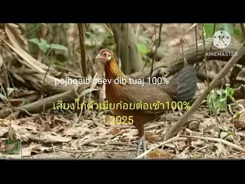 เสียงไก่ต่อตัวเมียก๋อยต่อเข้า100% poj qaib seev dib tuaj zoo100 %2025 - YouTube