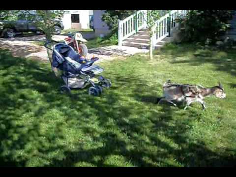 FUNNY goat pulling baby stroller - YouTube