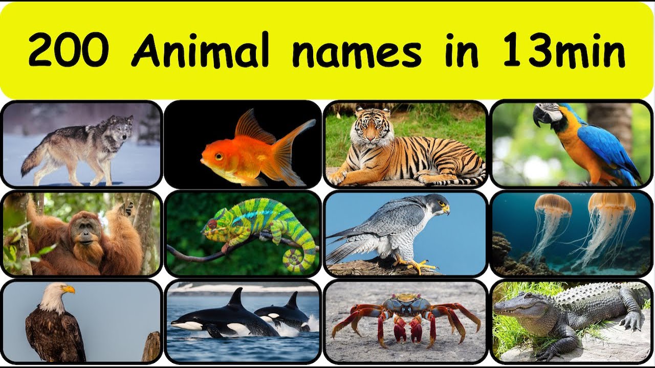 Guess the Animal: 200 Names Challenge! - YouTube
