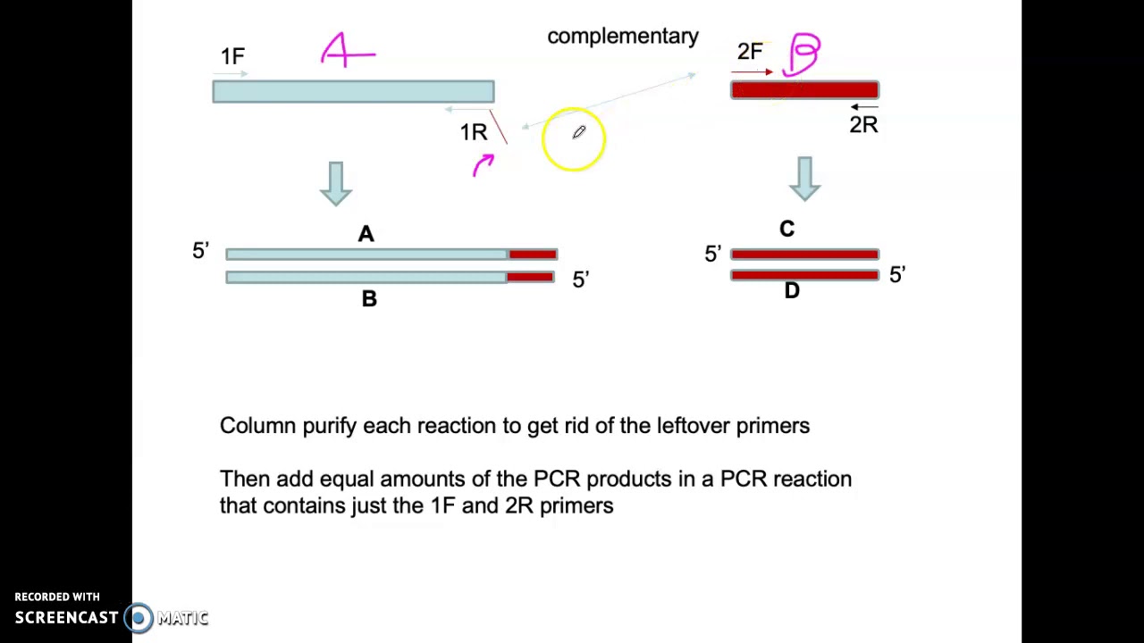 Overlap Pcr Frontiers | A Depth First Search Algorithm For