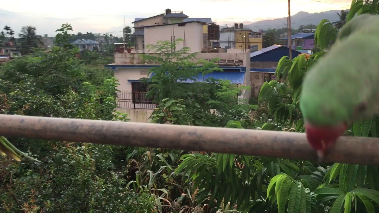 Nepali garal parrot male or female differences - YouTube