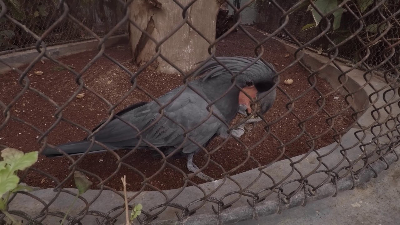 2019-11-05 Tenerife - Loro Parque - Katandra Treetops - YouTube