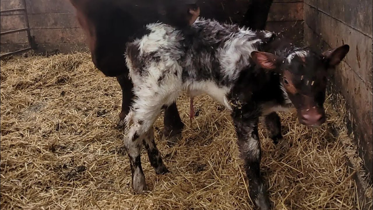 Calving, Rough Start, Great Finish - YouTube