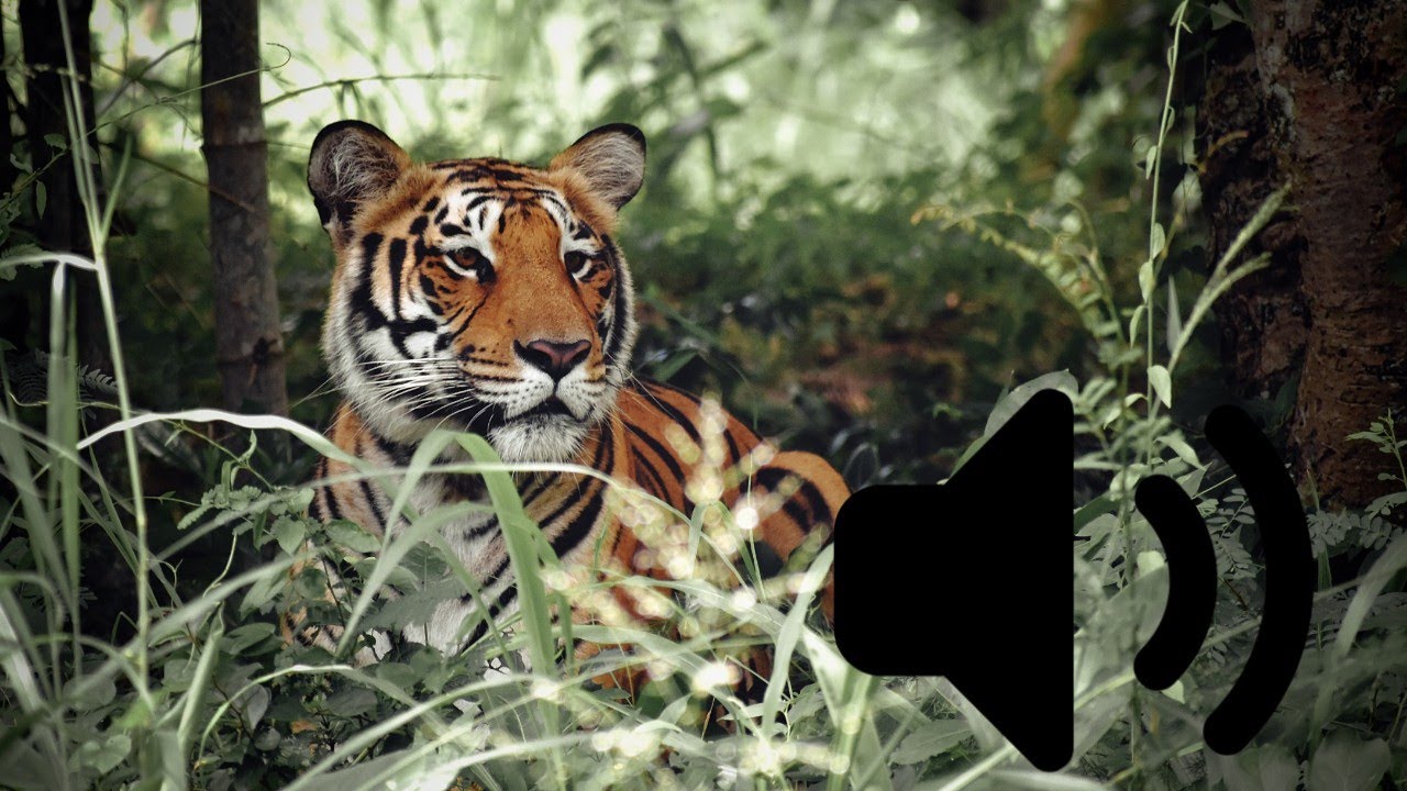 Tiger,lion and gepard sounds for kids|Animal sounds - YouTube