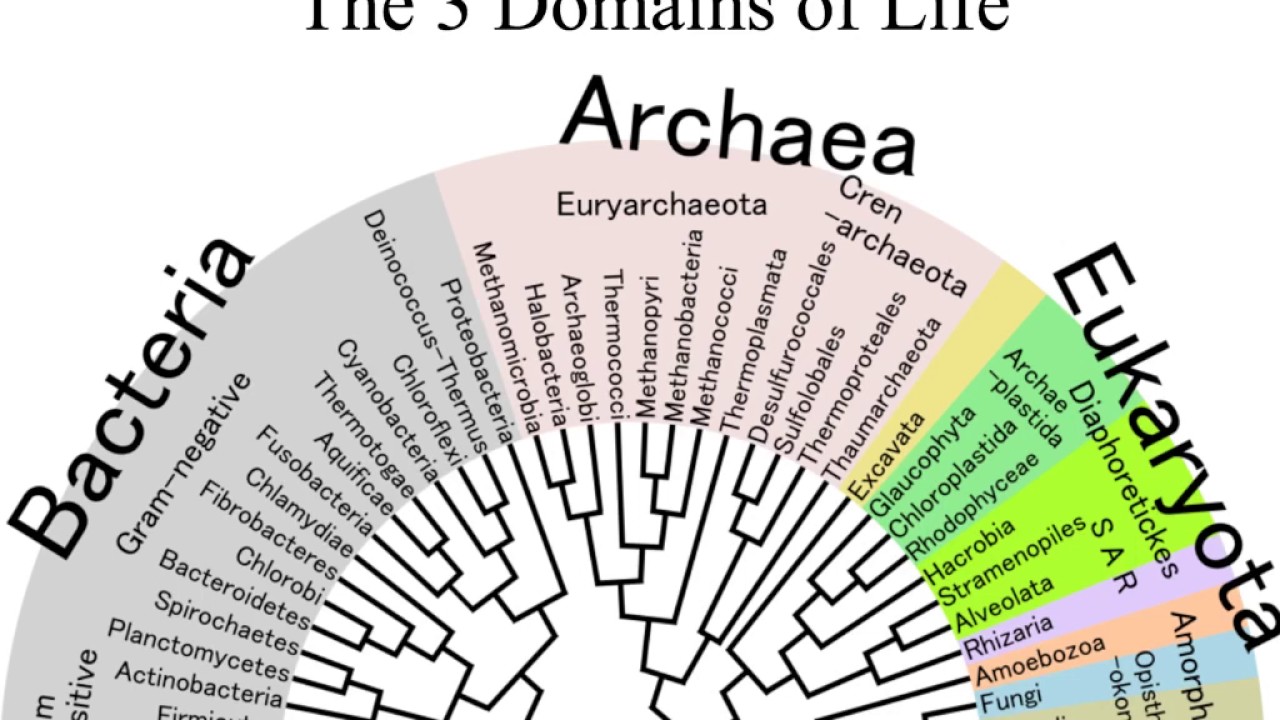 Chapter 10 part 3: Phylogenetic Trees and Domains of Life - YouTube
