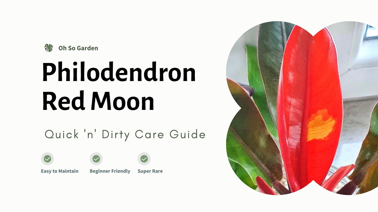 Philodendron Red Moon Care Guide Video - YouTube