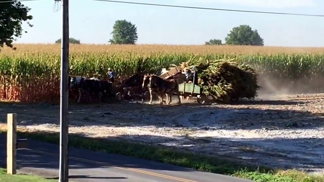 Amish silo filling - YouTube