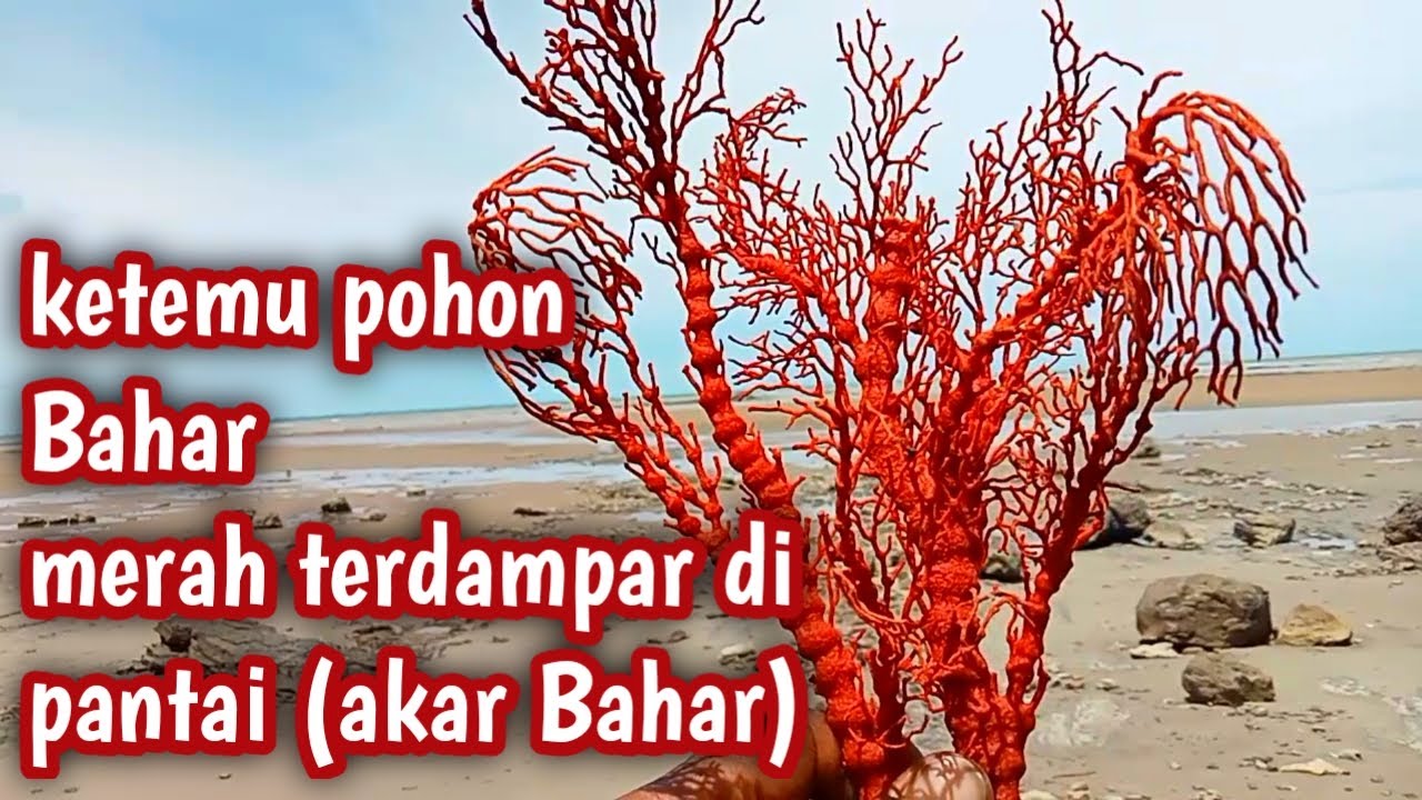 MENEMUKAN POHON BAHAR (akar Bahar) TERDAMPAR di PANTAI - YouTube