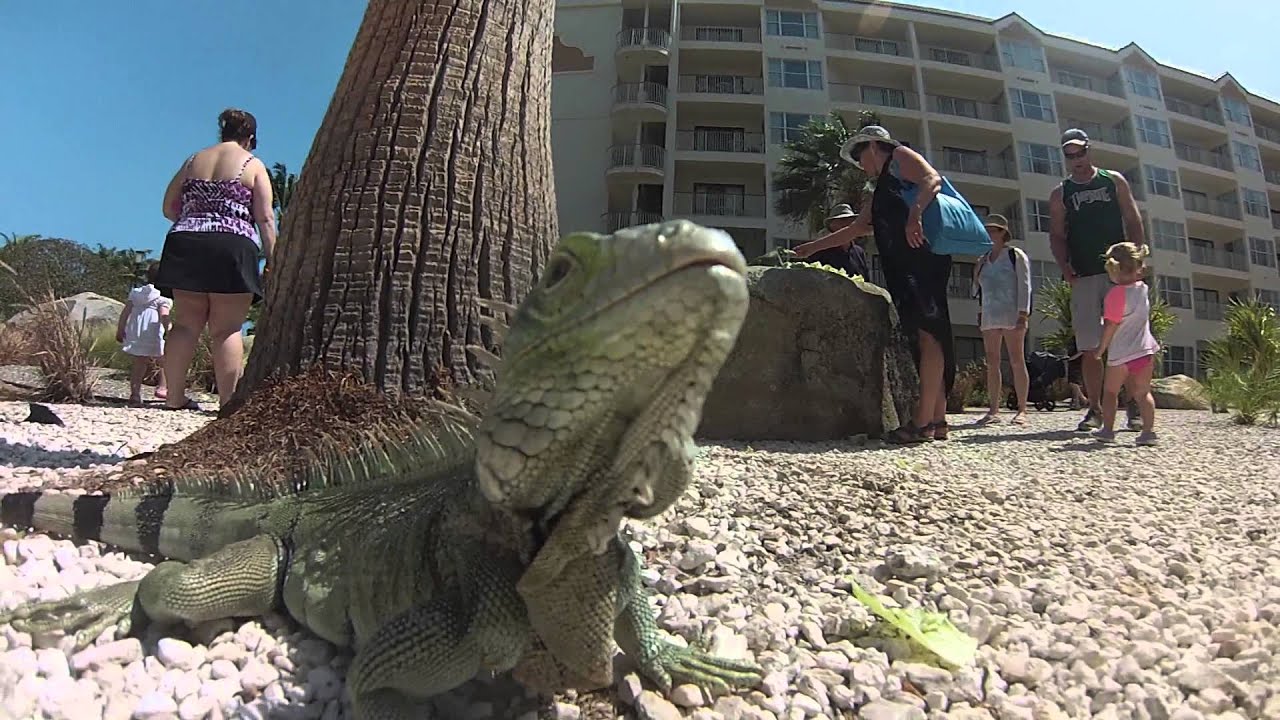 Part-3 raw, GOPR0019 Iguana Feeding with Kids, Marriott's Aruba Ocean ...