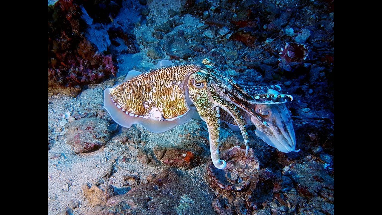 CUTTLEFISH! Camouflage at Richelieu Rock - YouTube