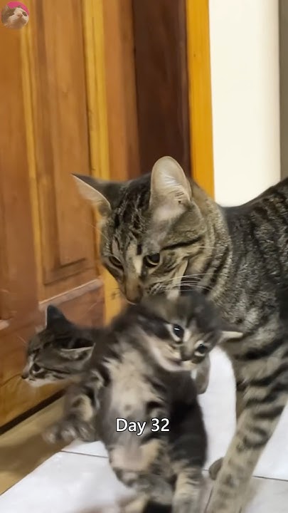 Timelapse Kitten Day 1 - Day 100 Cute😍😍 #kucing #kucinglucu #kitten #suaraanakkucing - YouTube