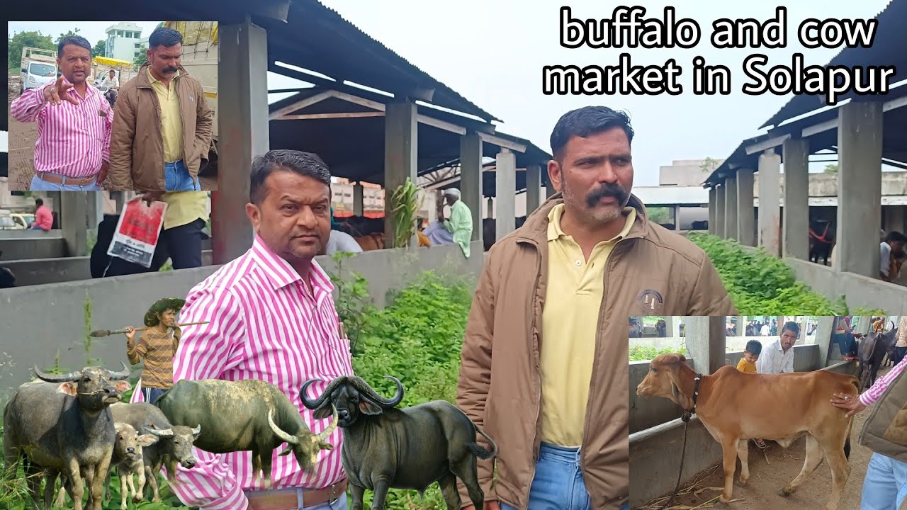 Biggest Buffalo & Cow Market | Solapur. - YouTube