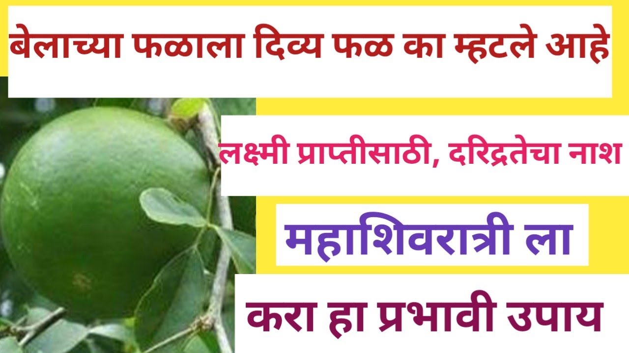Mahashivratri la belphal ka upay #महाशिवरात्री ला बेलाच्या फळाचे ...