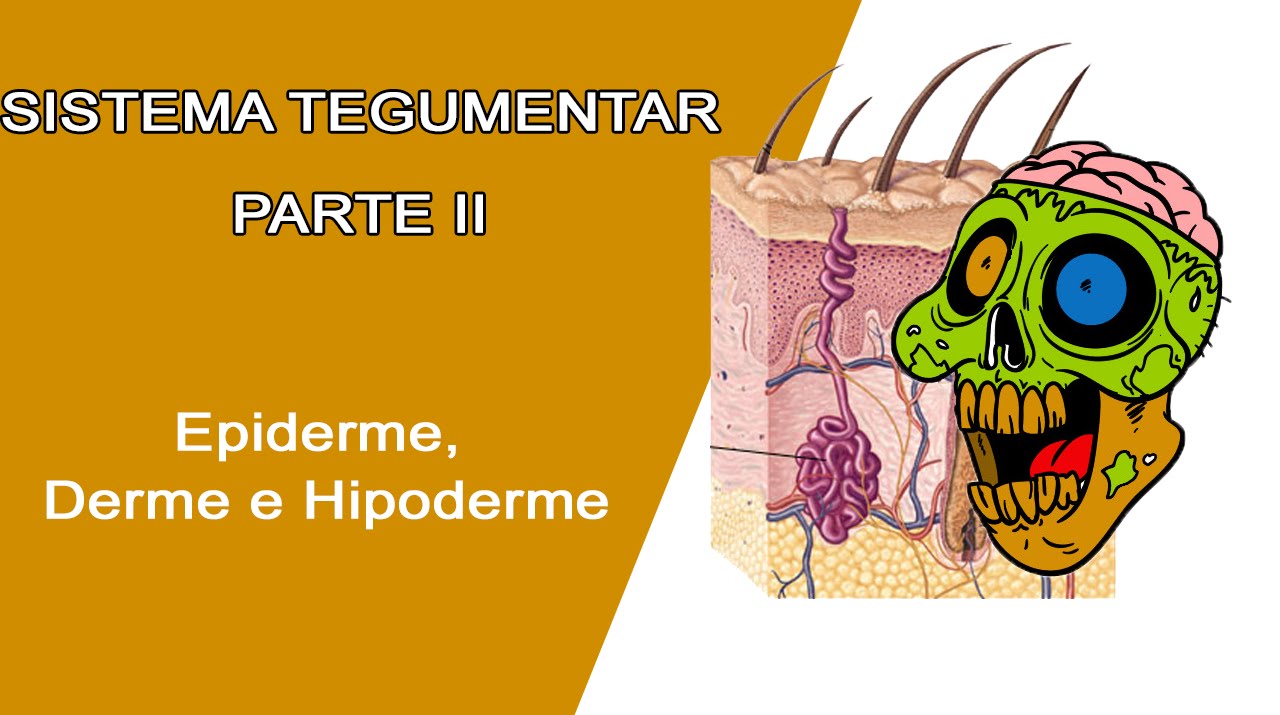 SISTEMA TEGUMENTAR (COMPLETO) PARTE II - Epiderme, Derme e Hipoderme ...