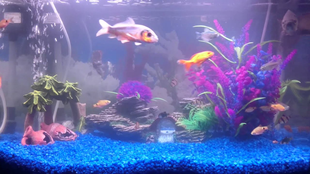 AquaOne 620 - my first ever Aquarium - YouTube