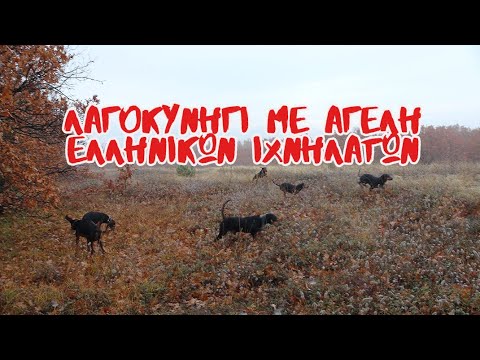 ΛΑΓΟΚΥΝΗΓΙ ΜΕ ΑΓΕΛΗ ΕΛΛΗΝΙΚΩΝ ΙΧΝΗΛΑΤΩΝ - YouTube