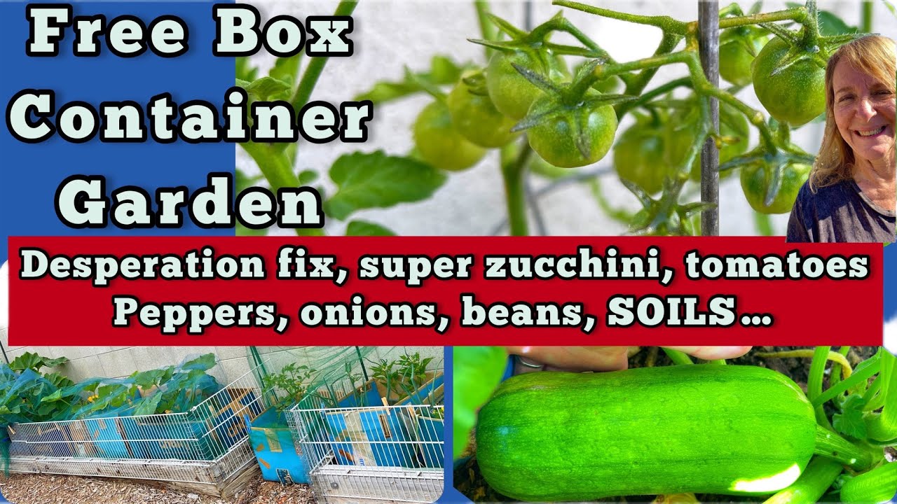 Garden Cardboard Box SUCCESS Growing FOOD Container Gardening Zucchini ...