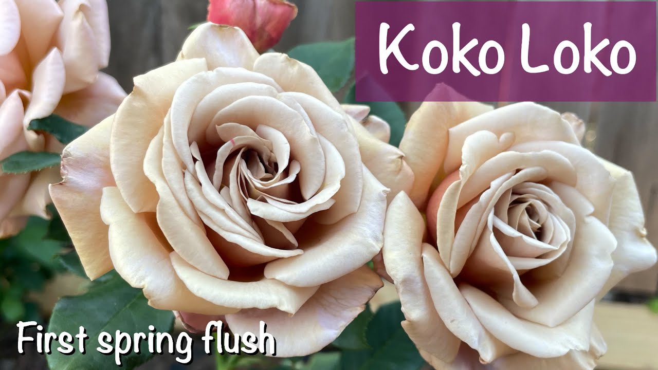 Koko Loko Rose - First year, First Spring Flush. - YouTube