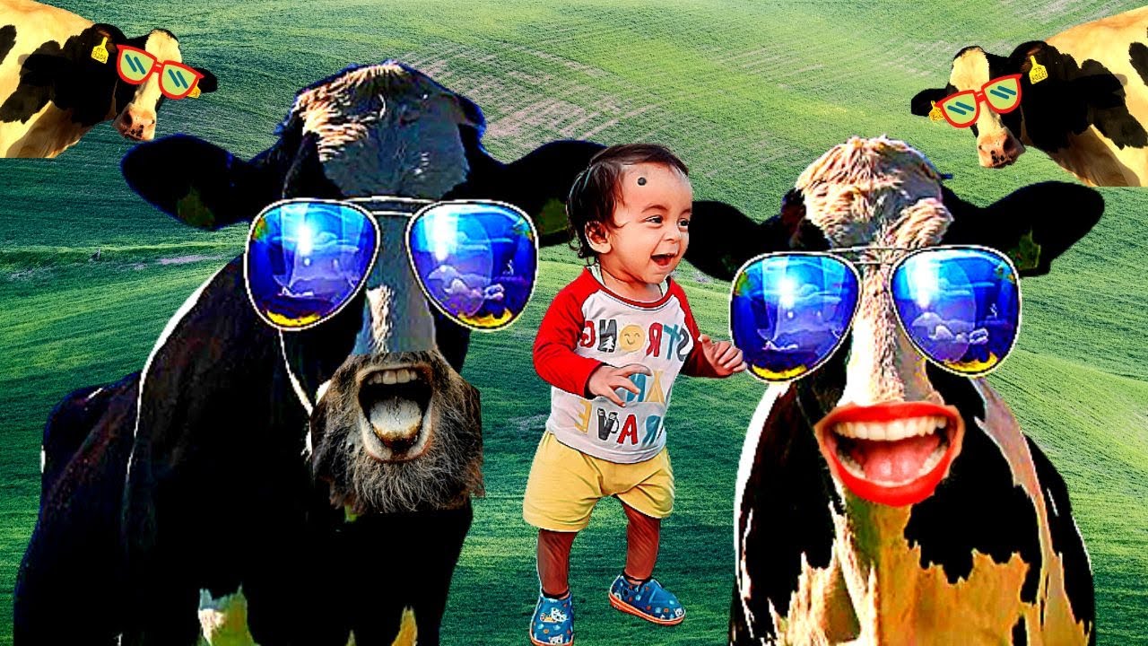 Cow Videos, Cow Moo, Cow Sound, COWS GO MOO, #animalsforkids - YouTube