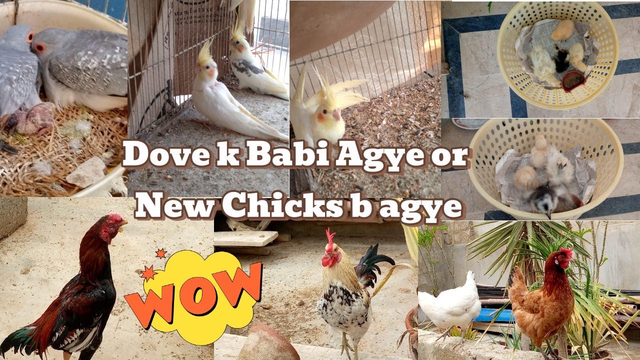 Dove k Babi Agye or New Chicks b agye - YouTube