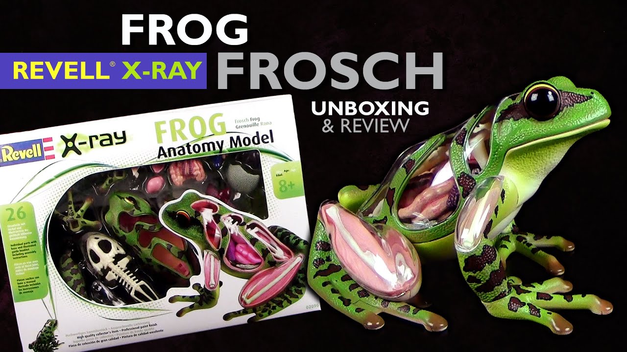 Revell ® X Ray - Frosch / Frog - anatomisches 3D Modell - Unboxing ...