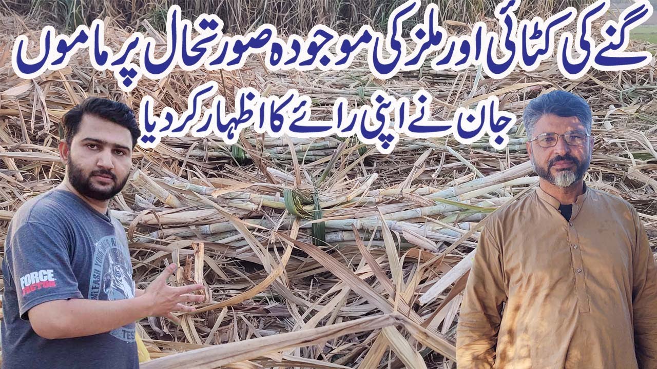 Sugarcane farming In Pakistan | sugarcane farming process / Mama Bhanja ...