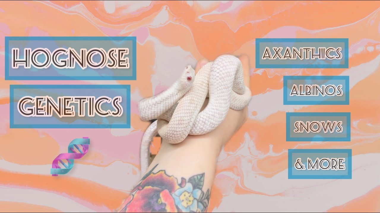 Hognose Snake Genetics - YouTube