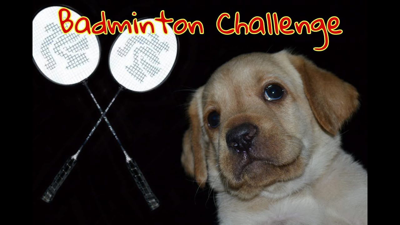 cute puppy fight with badminton racket | Emi the Youtuber | Dog Status ...
