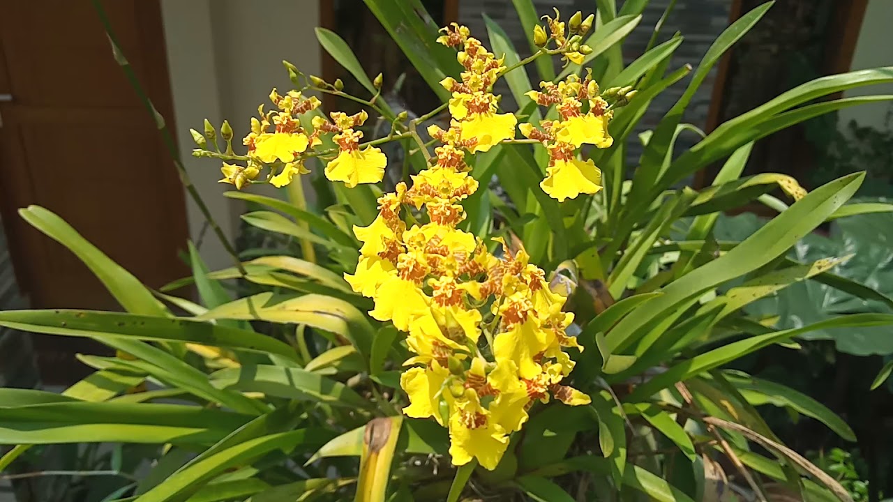 Anggrek Kuning (Yellow orchid) - YouTube