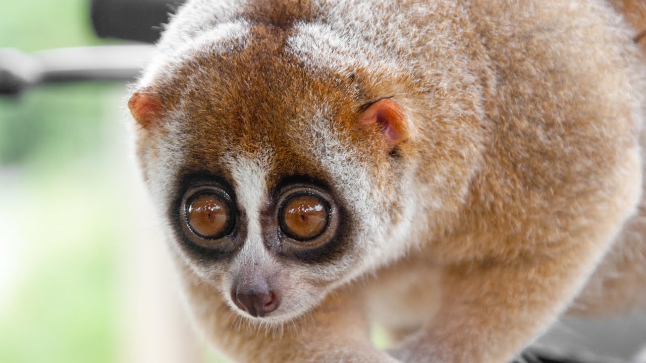 Top 5 Cutest Animals That Can Kill You YouTube top-5-cutest-animals-that-can-kill-you-youtube