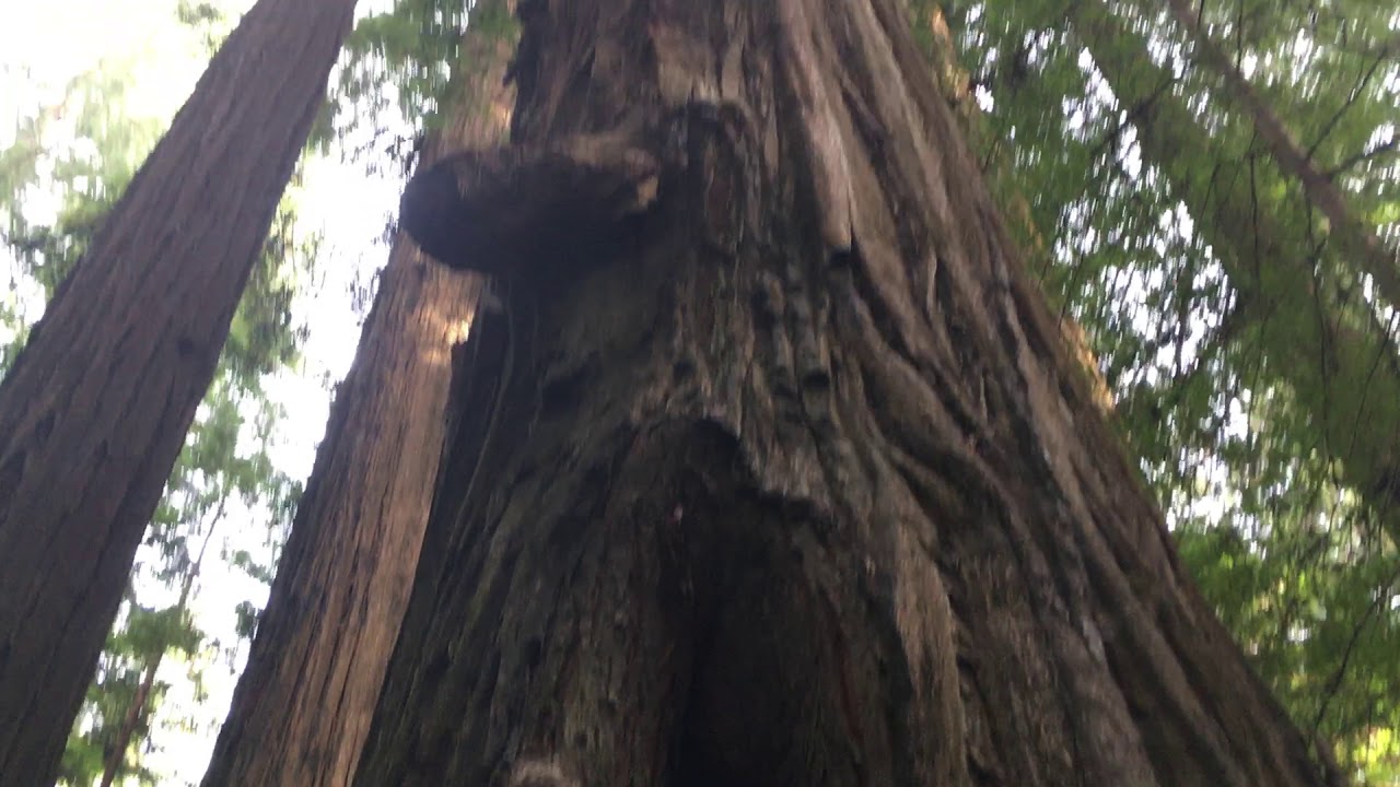 Humboldt Redwoods State Park - Avenue Of The Giants - Founders Grove ...