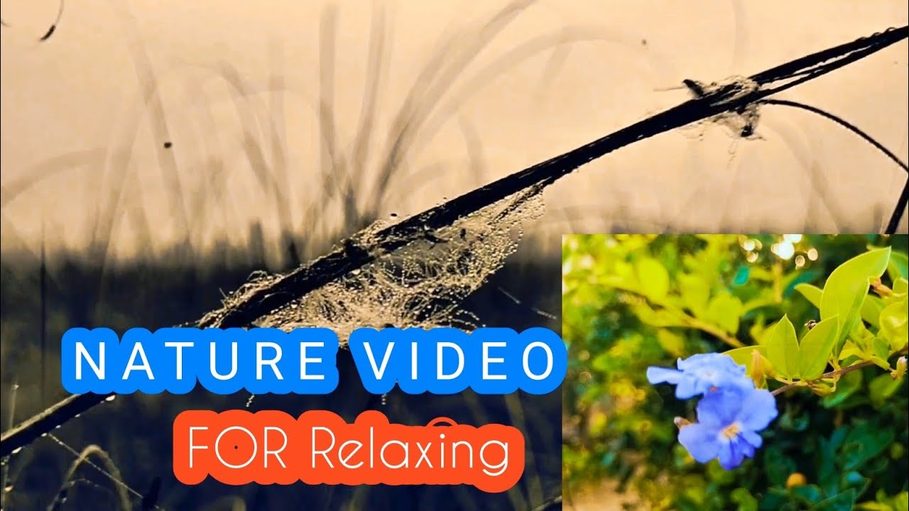 NATURE VIDEO FOR Relaxing - YouTube