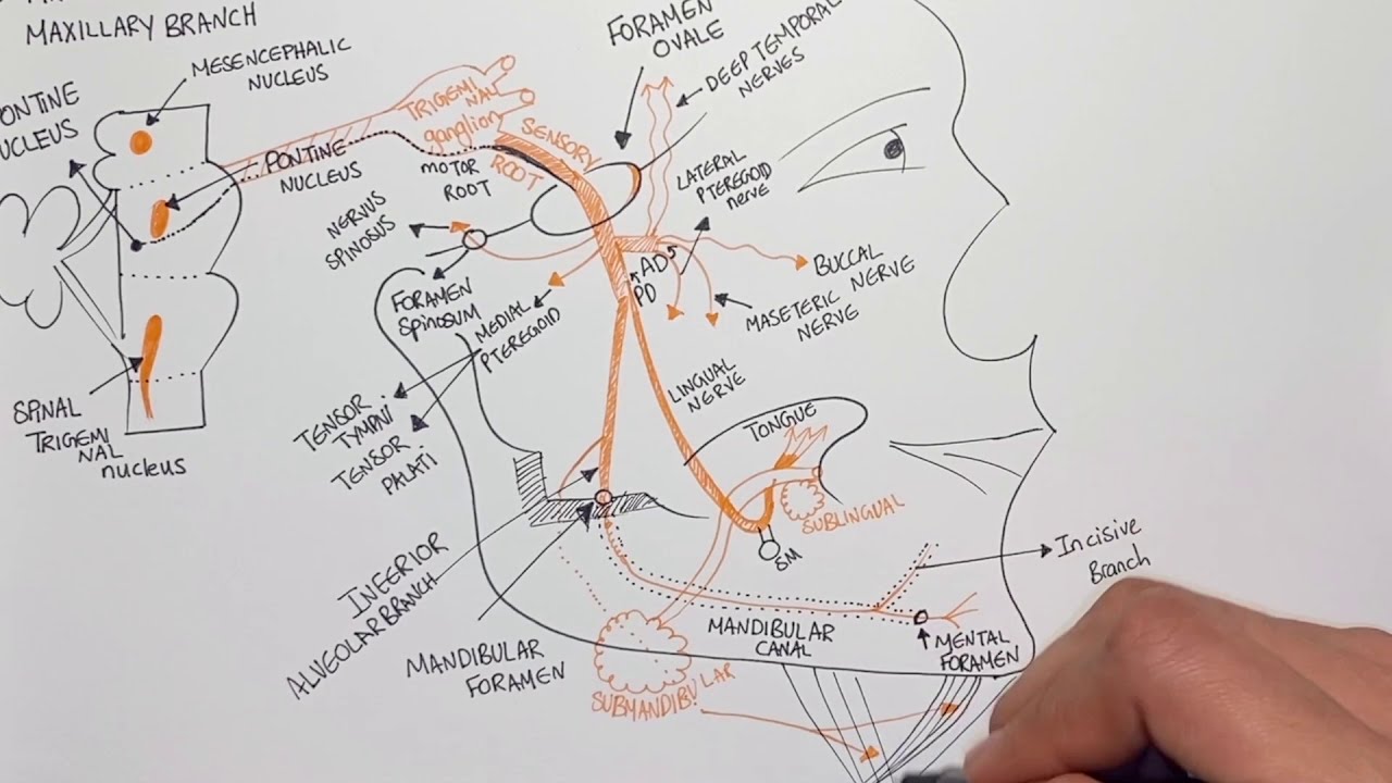 Neurology | The 5th Cranial Nerve | Trigeminal Nerve | The Anterior ...
