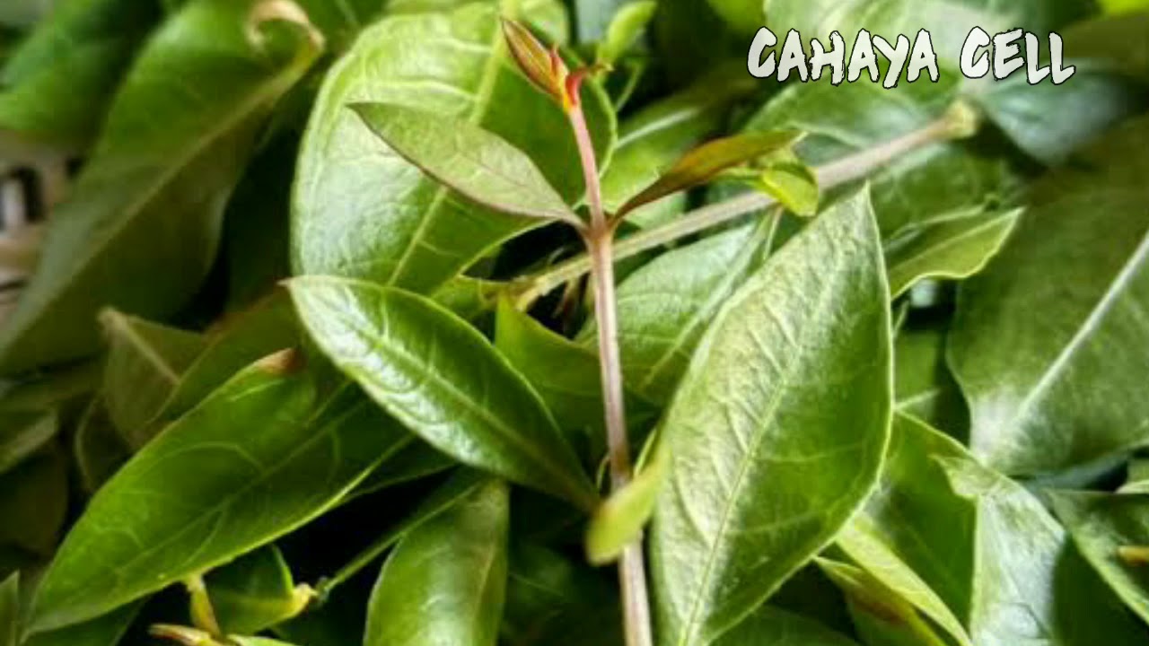 Manfaat daun Pacar untuk kesehatan - YouTube