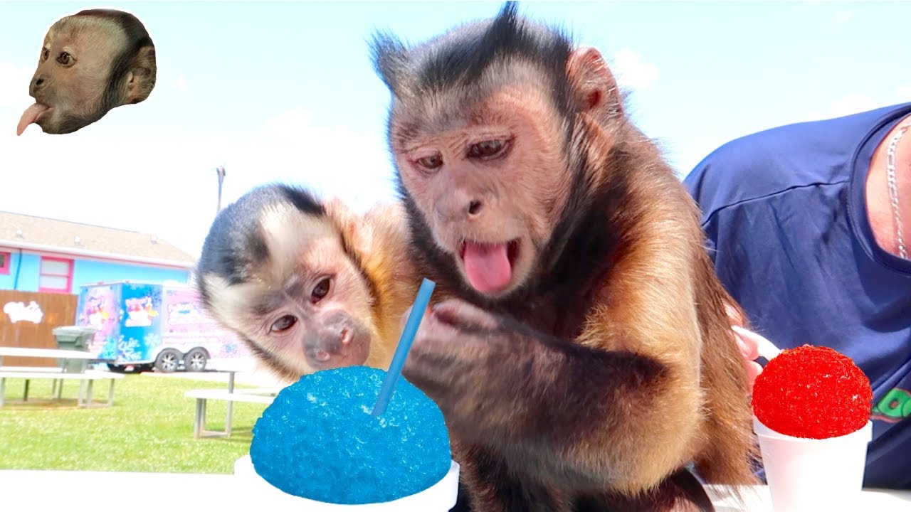 Capuchin Monkeys Enjoy Snow Cones! (HOT DAY) - YouTube